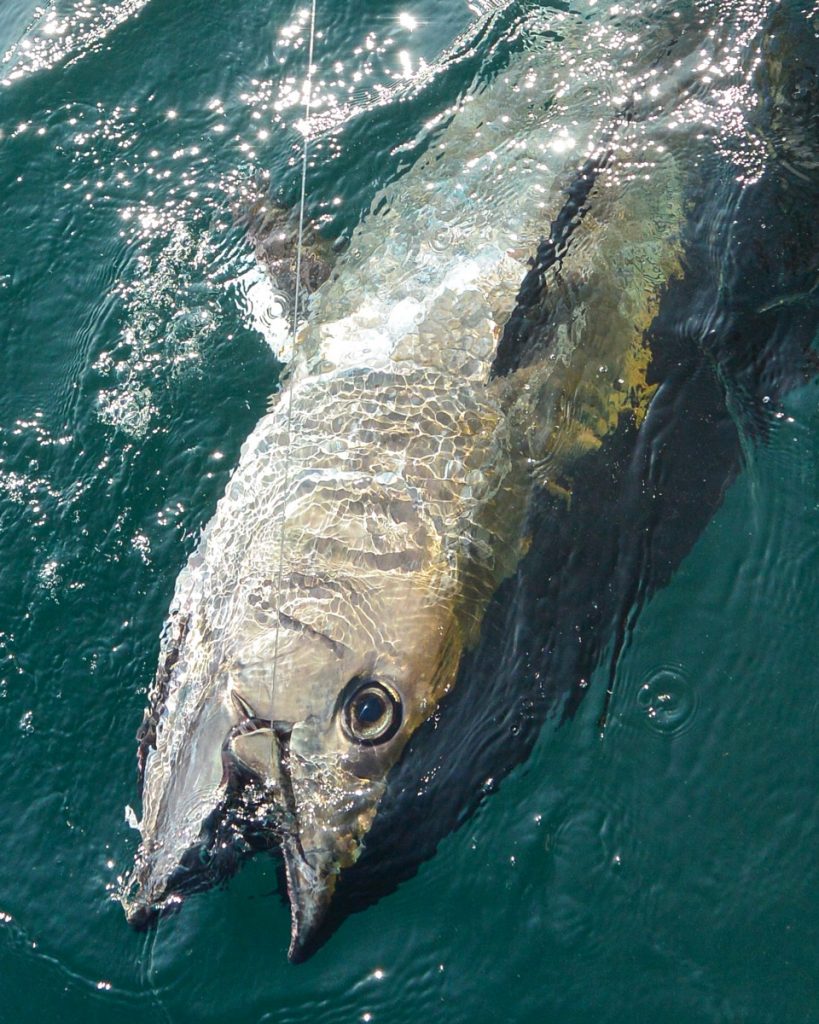 C&R bluefin tuna fishery for UK & Ireland - Off the Scale magazine